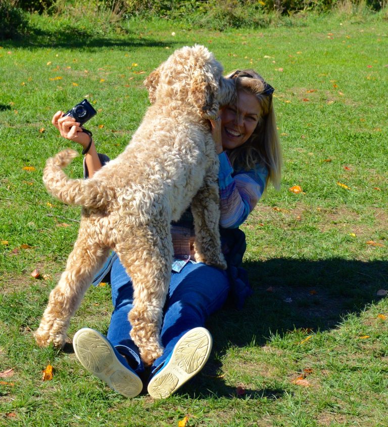 Cobberdog Information | Berkshire Hills